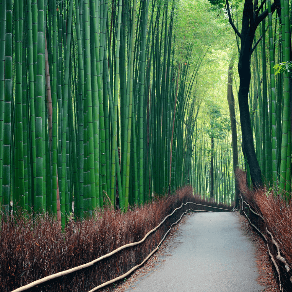 Bamboo Paper Towel Dispenser Wall Mounted or Countertop – ebuncreation